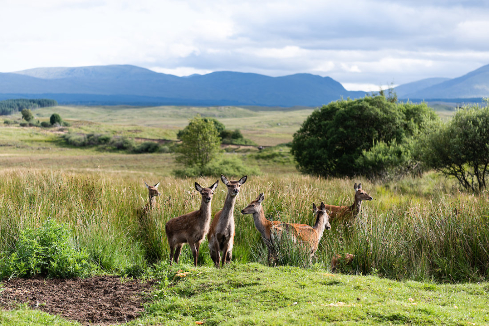 Schotland Corrour Station | Alleen Per Trein Bereikbaar